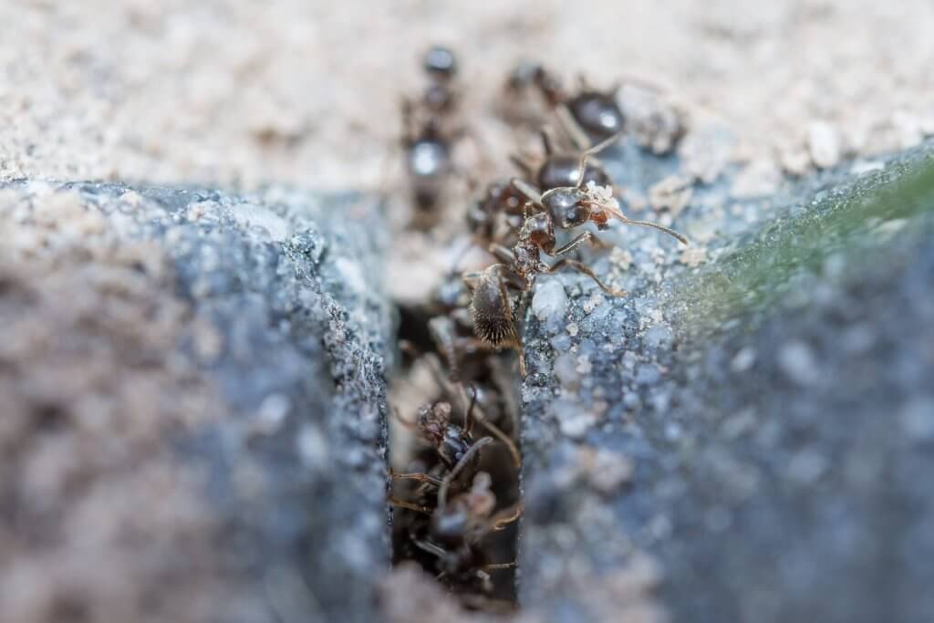 Tips for Pesky Paver Ants