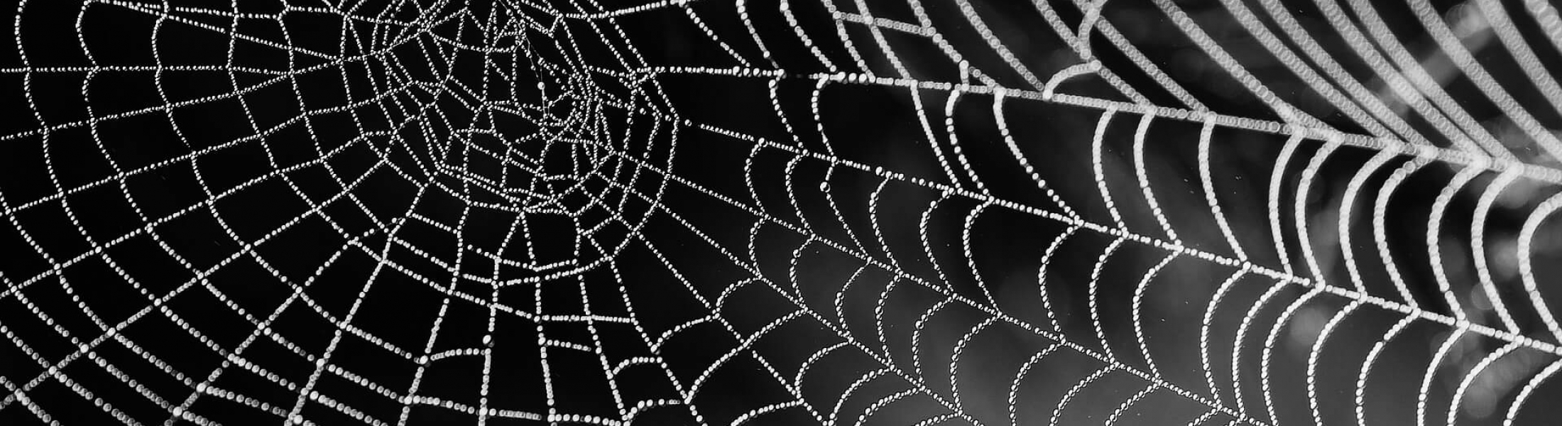 Wacky Pest Wednesday: Spiders