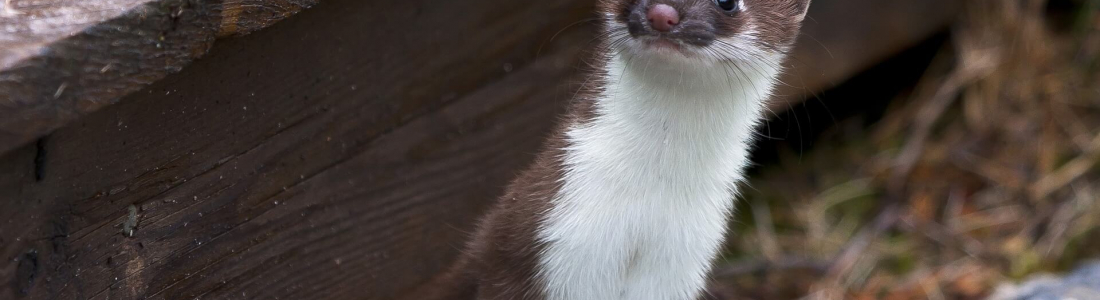 Wacky Pest Wednesday: Weasels