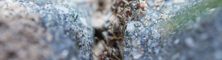 Tips for Pesky Paver Ants