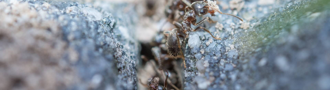 Tips for Pesky Paver Ants